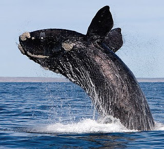 World Largest Fish and Beautiful Fish: Bowhead Whale