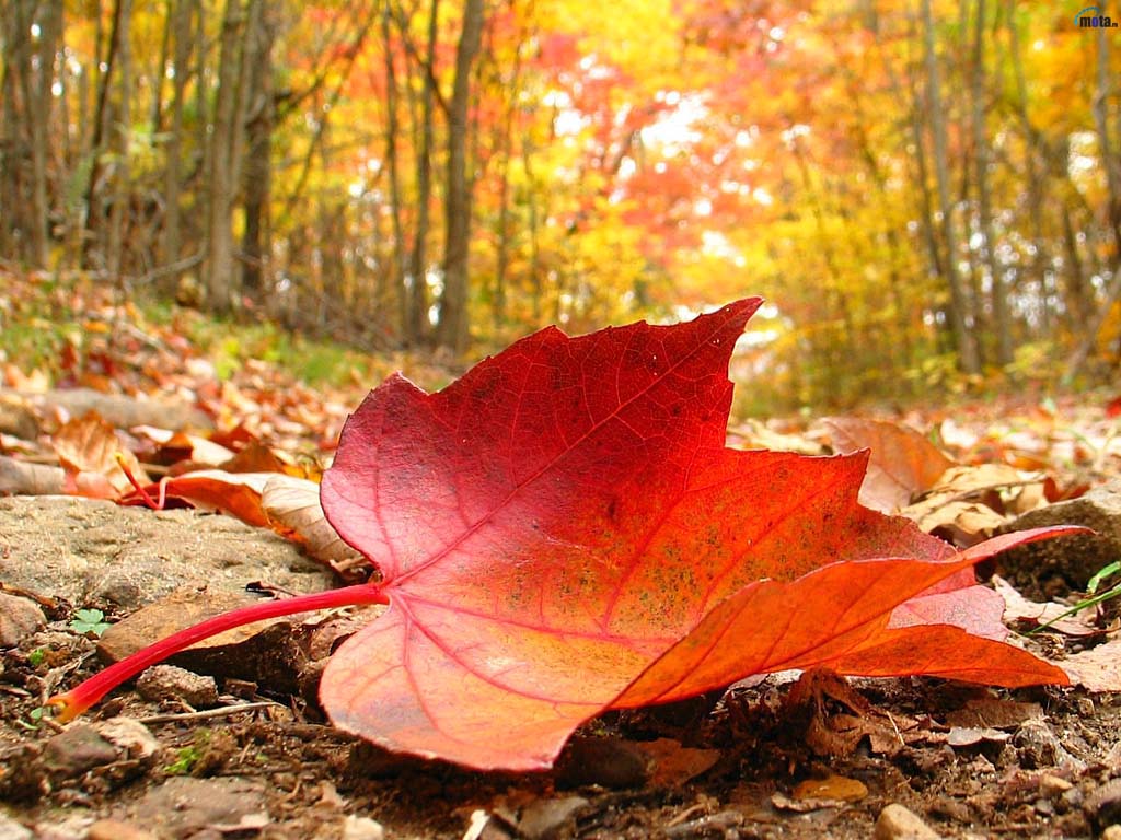 Nature-Leaf | Wallpapers