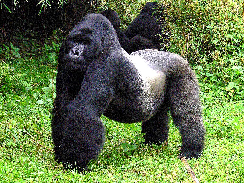 Proud To Be a SILVERBACK | Bloviating Zeppelin