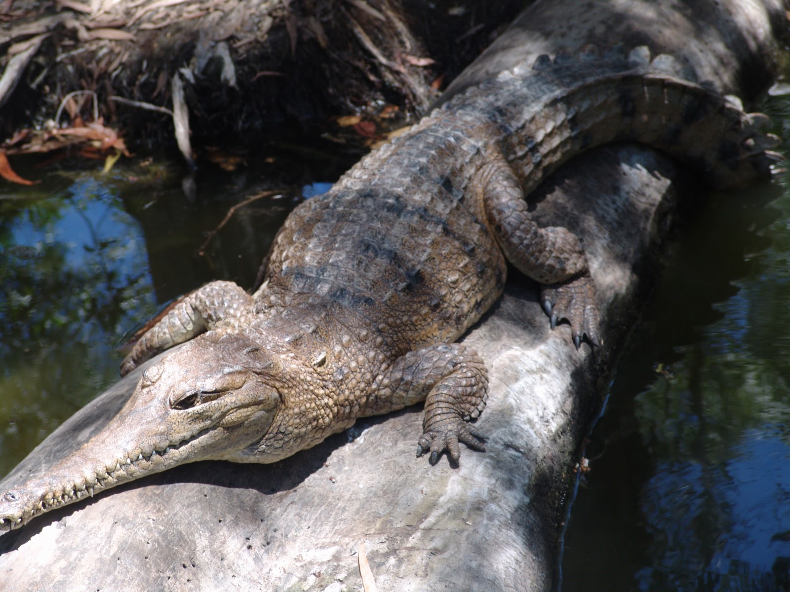 Sakepedia: Australian freshwater crocodile