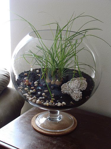 The Fern and Mossery: Ponytail Palm Terrarium at The Crochet Cafe