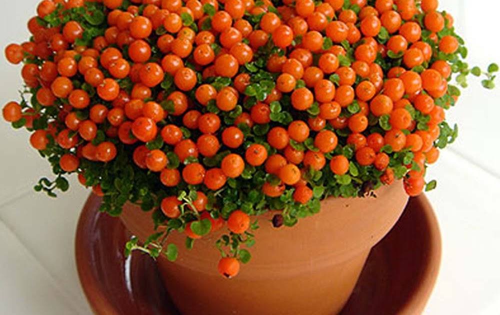 The Fern and Mossery: Pincushion plant?