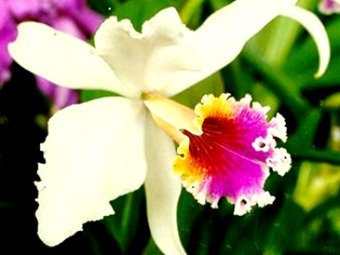 Orquideas de Colombia: Orquídea - Cattleya Trianae