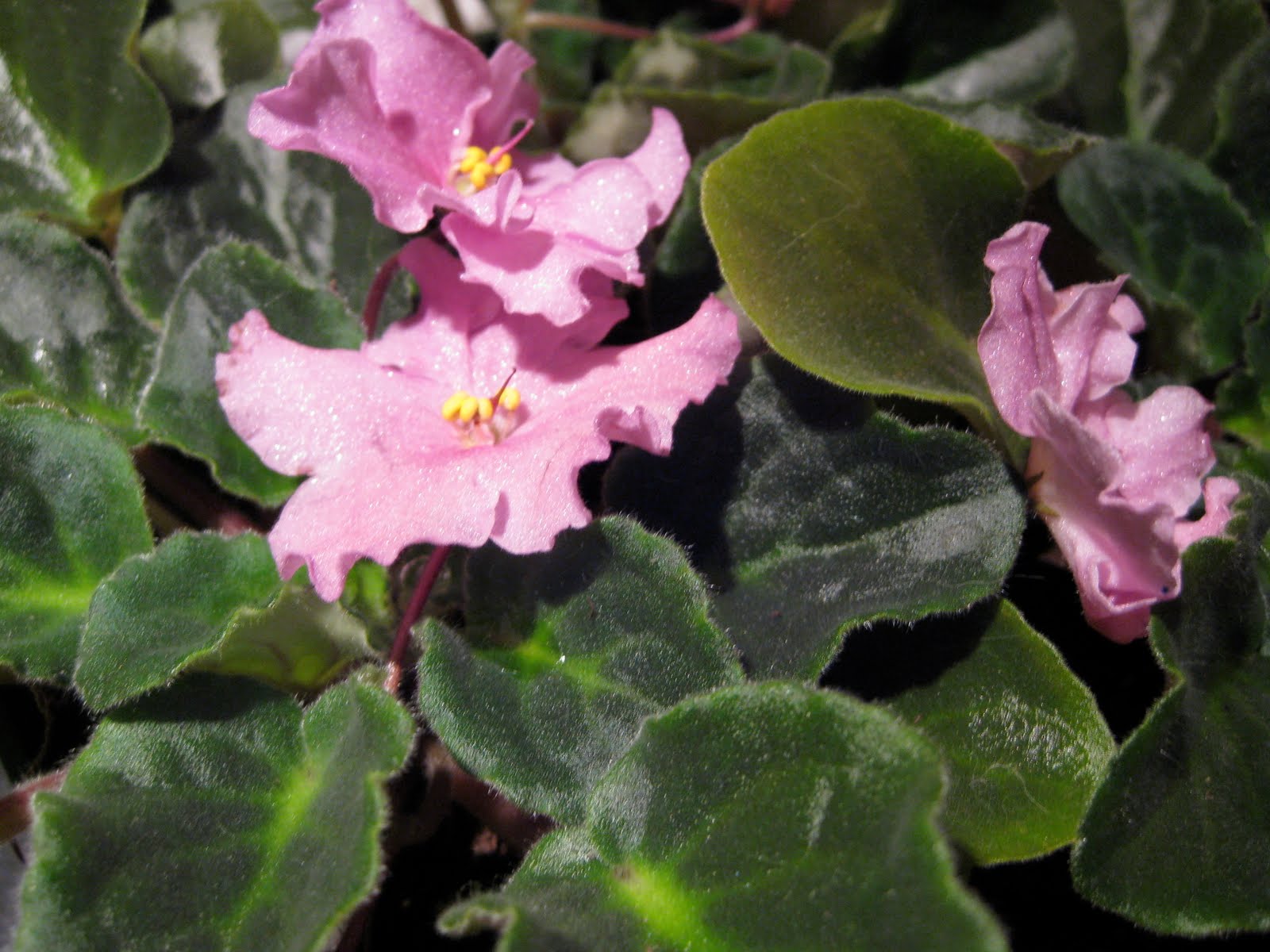 Birdless in Brooklyn: Growing baby violets