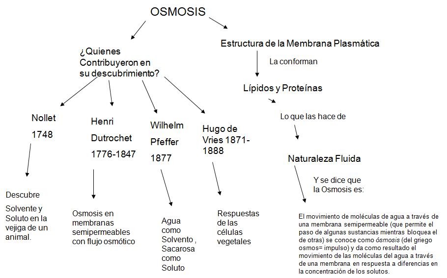 biología prácticas : mapa conceptual ósmosis