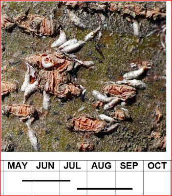 University of Delaware Cooperative Extension, Kent Co., Commercial ...