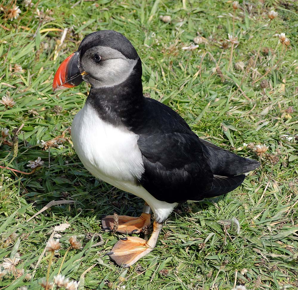kozetland1: Macaroons, Papegaaiduiker, Lunnefågel, Lunde, Papageitaucher
