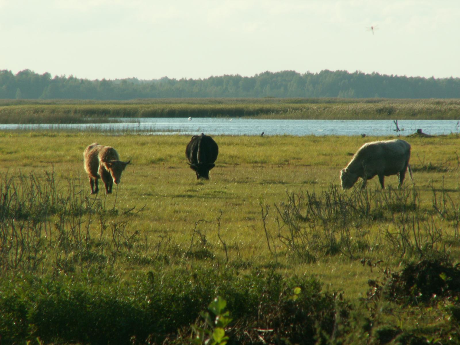 Ceļošana LV: Engures ezera dabas parks