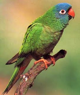 Goli: Perico Cabeza Azul ( Mealy Parrot)