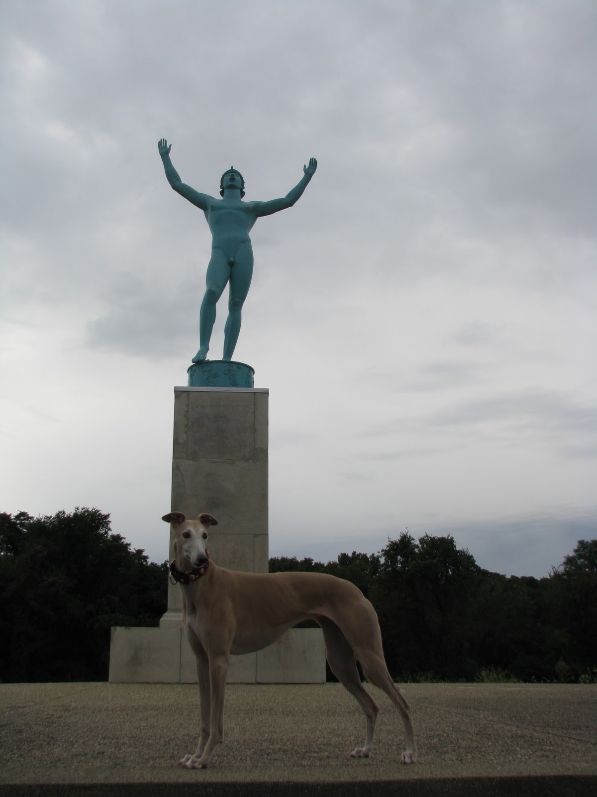 What Are The Rules For Keeping A Greyhound In Greece