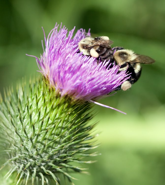 Nuncketest: Thistle and Bee