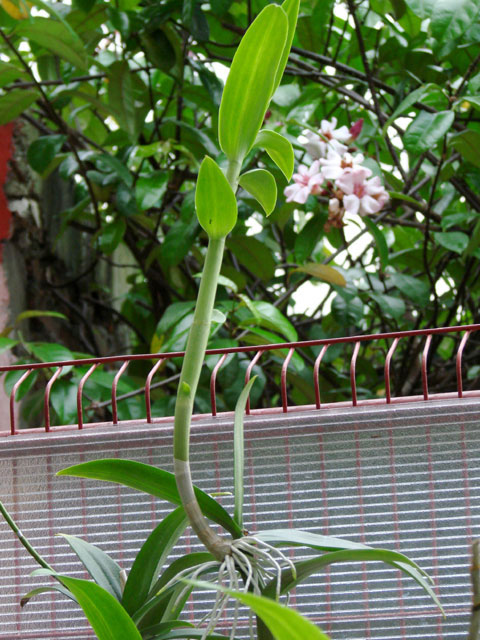 bunga anggrek: Anggrek Tebu (Grammatophyllum speciosum) Anggrek ...