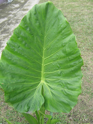 el pasado es preludio del presente: mafafa