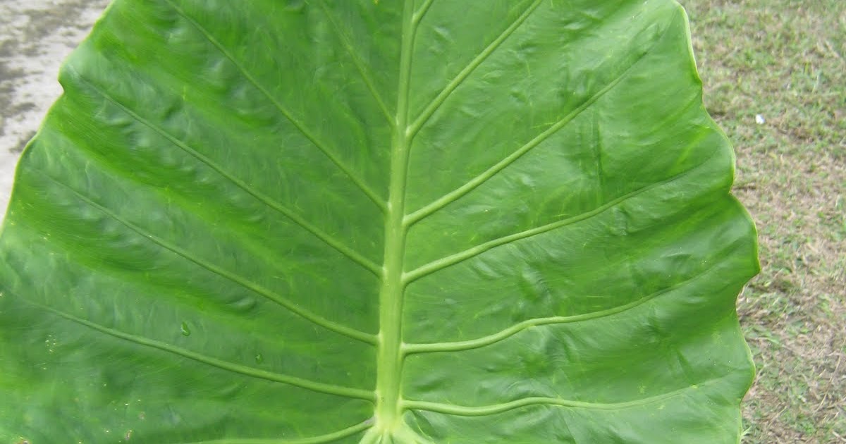 el pasado es preludio del presente: mafafa