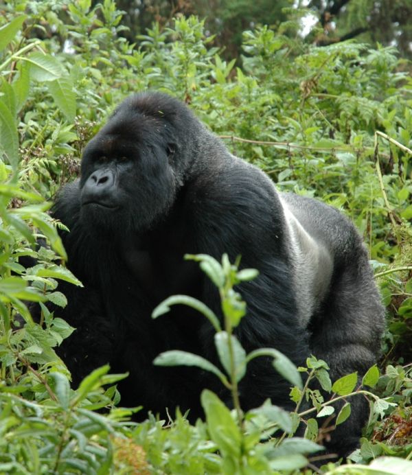 Goriller: Goril Resimleri