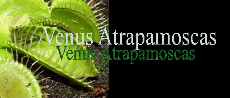 Venus atrapamoscas