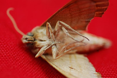 At the Cabin: Dead Bug Backlog: Moth Legs