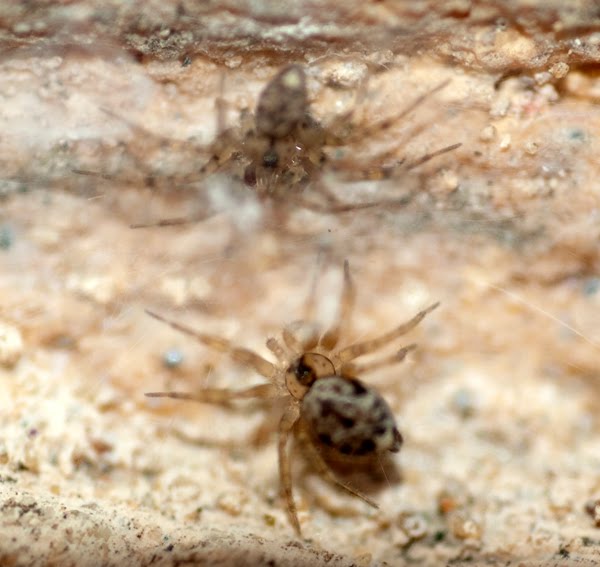 At the Cabin: Tiny Spiders in the Outdoor Shower