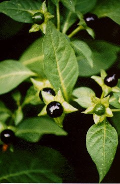 My Herbal Journal: January 2011