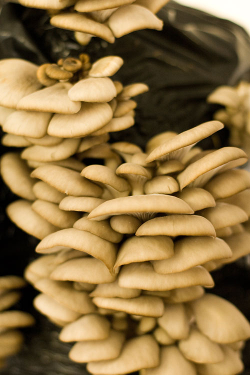 Sweet Savory Planet: Mushrooms, Mushrooms, and a Mushrooms Festival