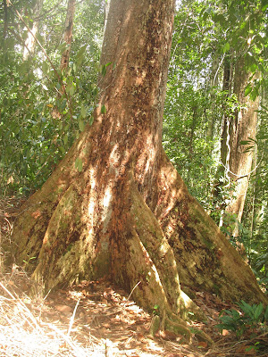 wai's travels & musings: Miri, Sarawak 2009