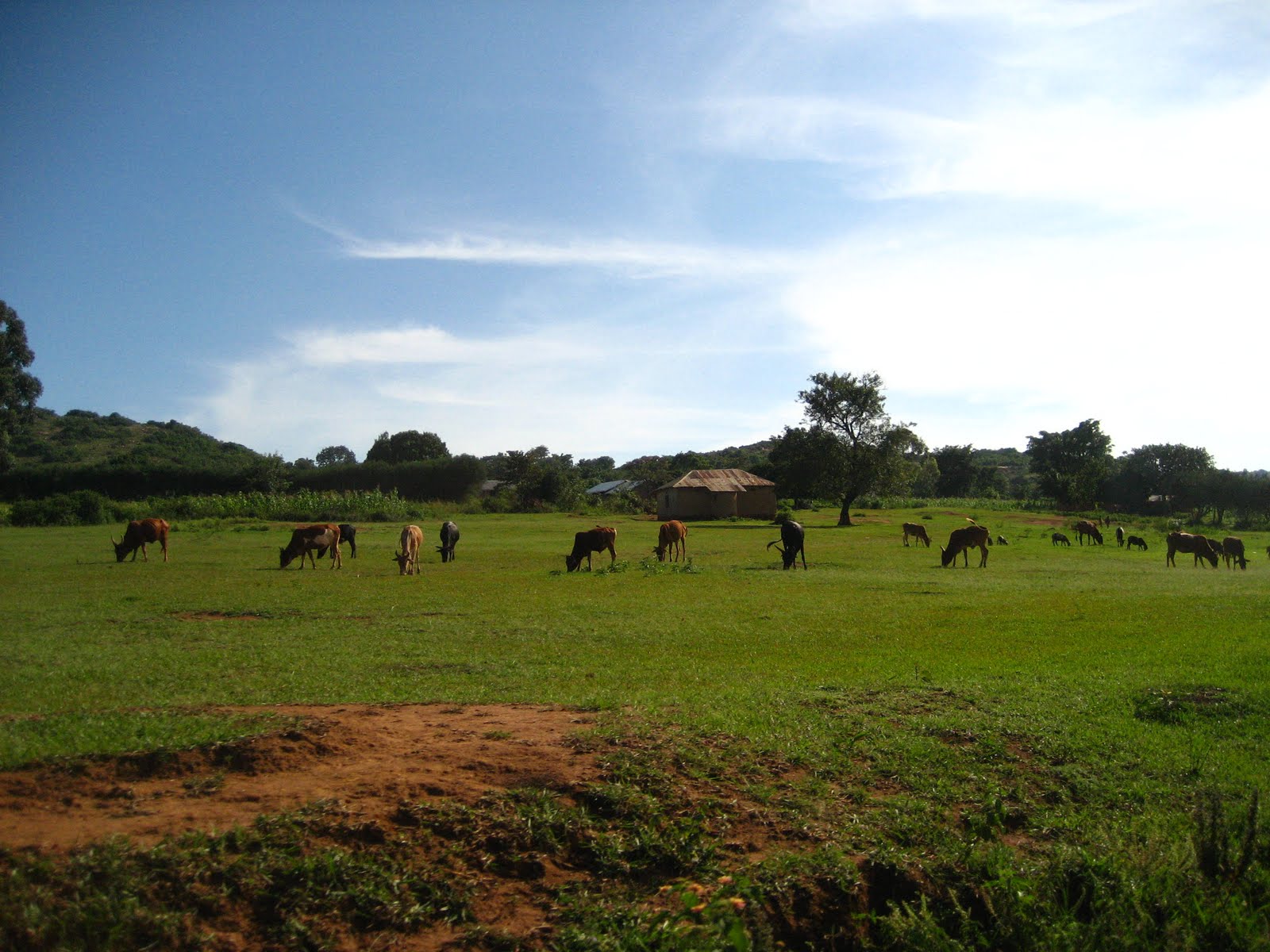 This American Tourist: Tongolo 3/Galema