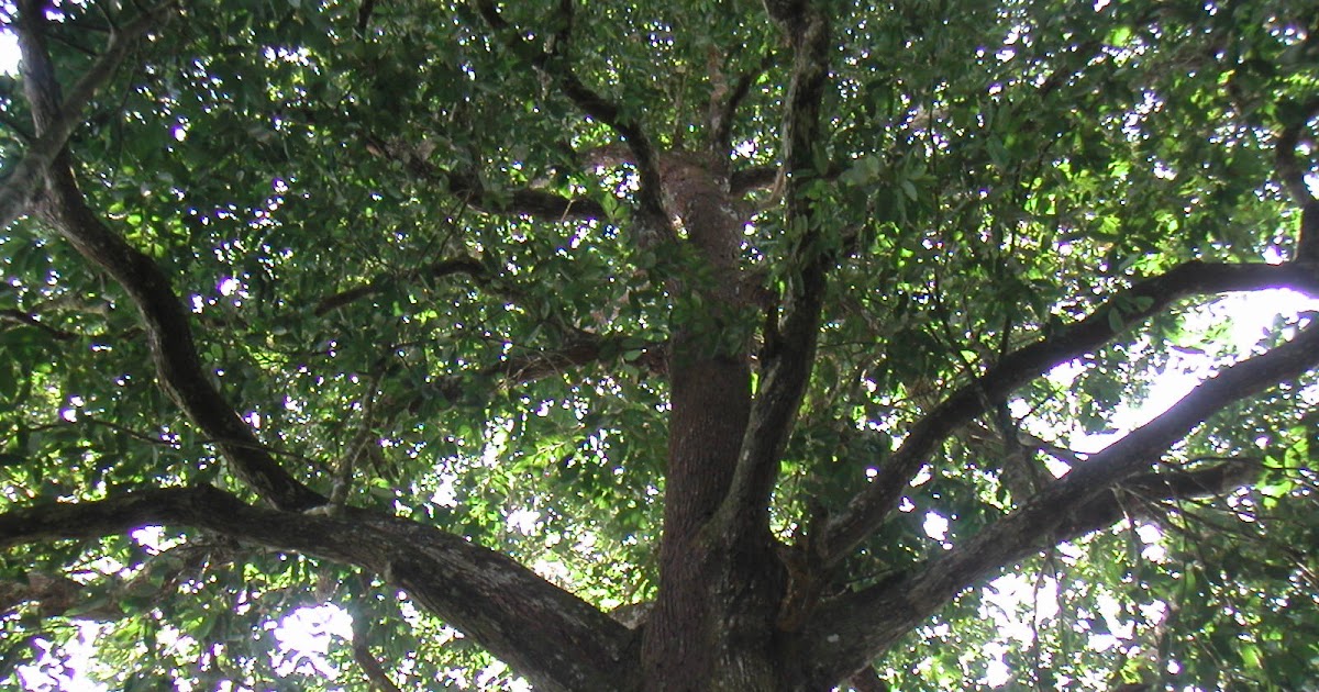 Rainforest - LENSA skodeng ALAM: Cengal (balanocarpus heimii)