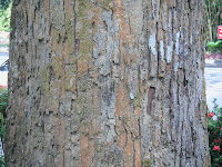 Rainforest - LENSA skodeng ALAM: Gerutu-Gerutu (parashorea lucida)