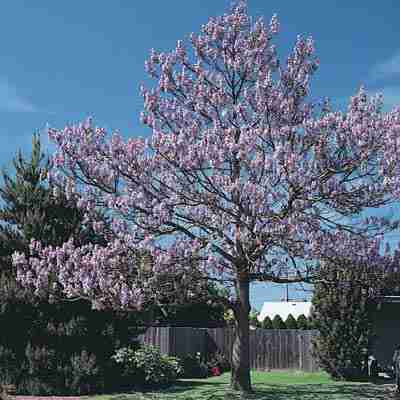 Angela's Must Have list: Royal Empress - Fastest Growing Tree!!