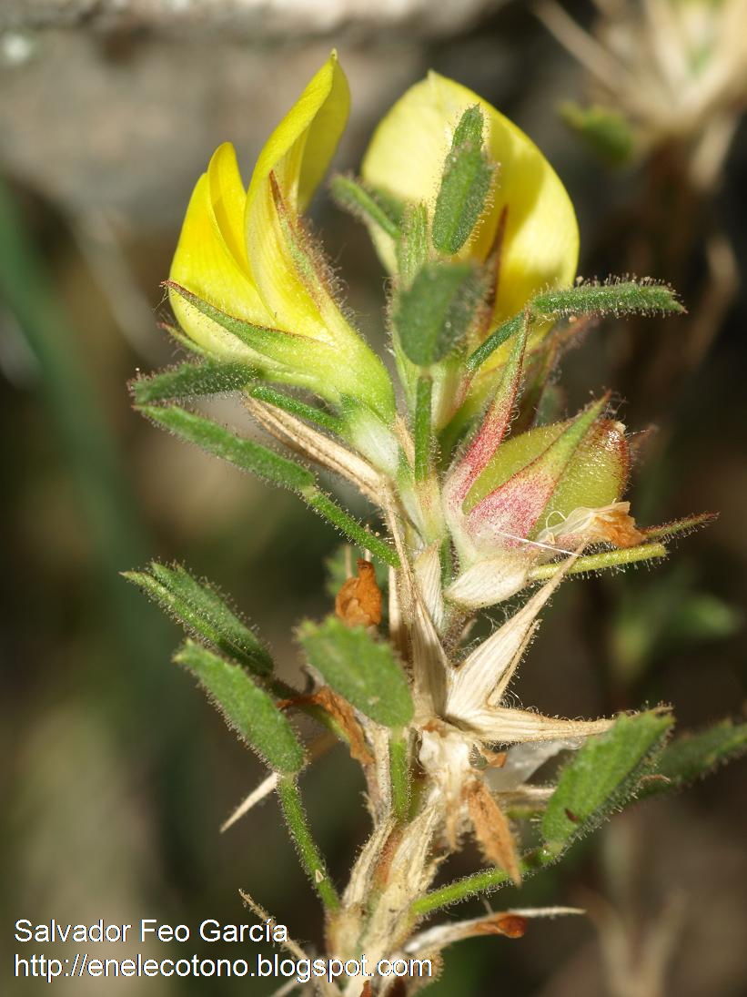 En el ecotono: Ononis pusilla en las calizas de El Vellón (Madrid)