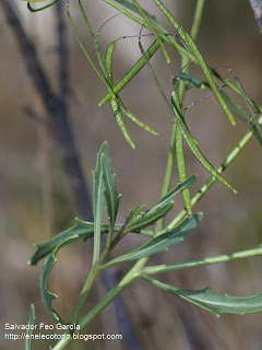 En el ecotono: Diplotaxis harra subsp. lagascana