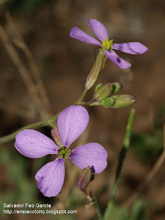 En el ecotono: Diplotaxis harra subsp. lagascana