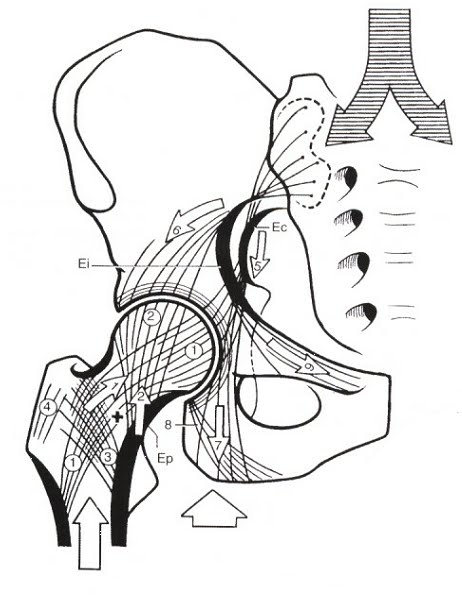 11:50: TRABÉCULAS CADERA