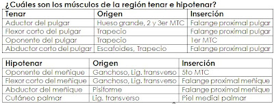 11:50: ¿Cuáles son los músculos de la región tenar e hipotenar?