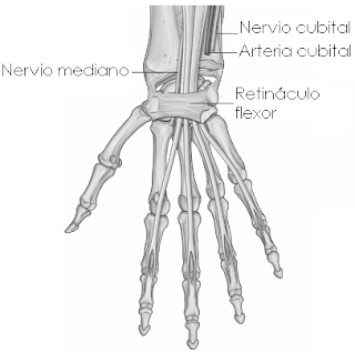 11:50: Tendones Extensores y Flexores