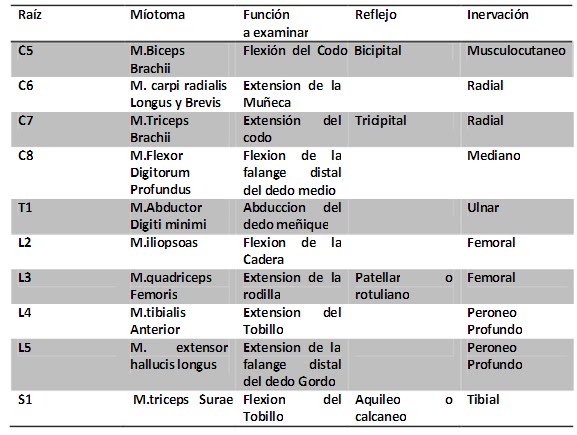 11:50: Dermatomas y Miotomas