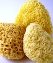 Porifera: Feeding & Respiration