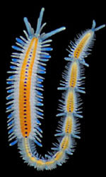 Annelida: Examples of Annelids