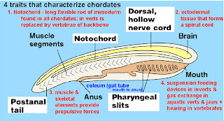 Invertebrate Chordates