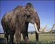 Jefferson's Mammoth