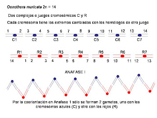La Célula: Translocaciones