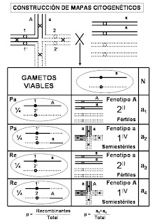 La Célula: Translocaciones
