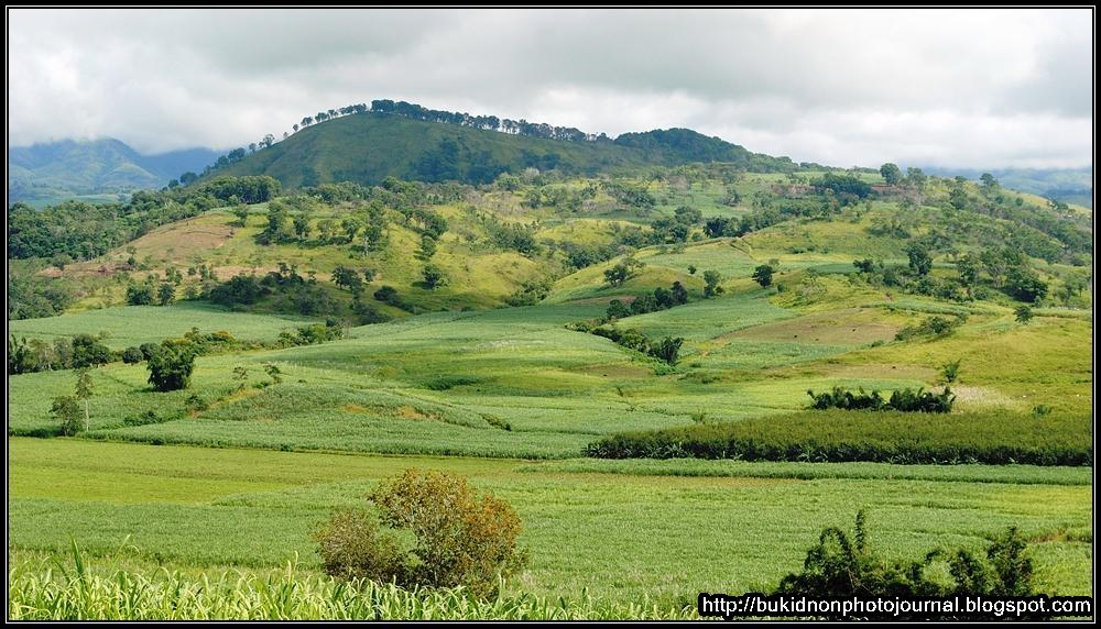 Bukidnon Photo Journal: Valley Farms in Maramag and Pangantucan