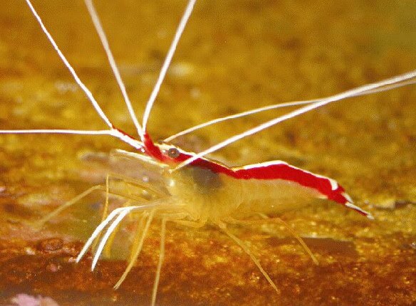 B & Y Marine Fish Shop: Lysmata Amboinensis (Doctor Shrimp)