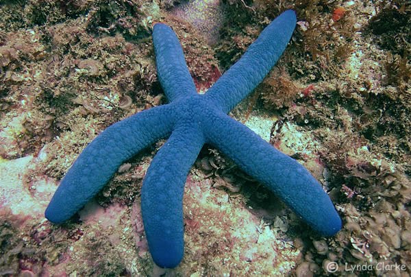 B & Y Marine Fish Shop