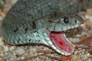 Medos e Fobias: Ofidiofobia