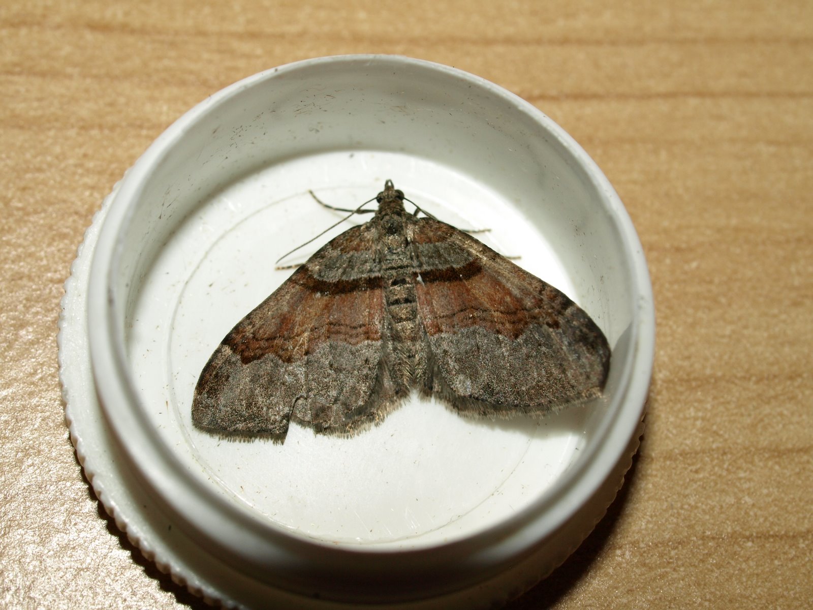 Washington Moths