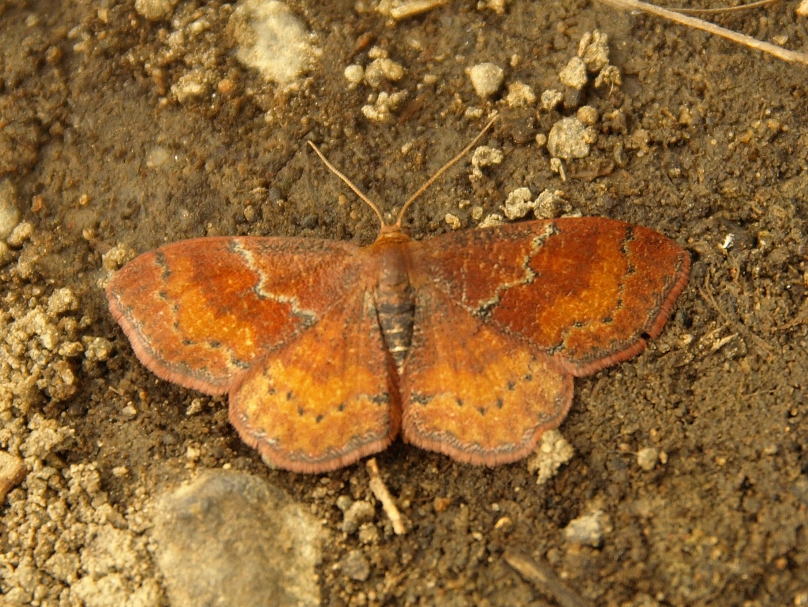 Washington Moths: Sagebrush Steppe - brown wave among clouds of blues