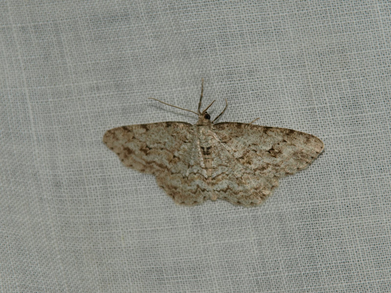 Washington Moths