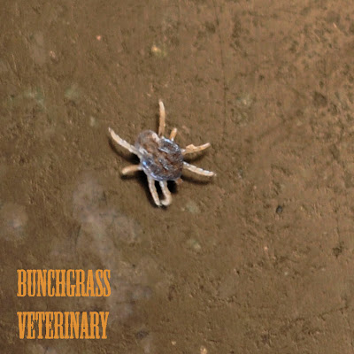 Bunchgrass Veterinary Blog: Spinose Ear Tick